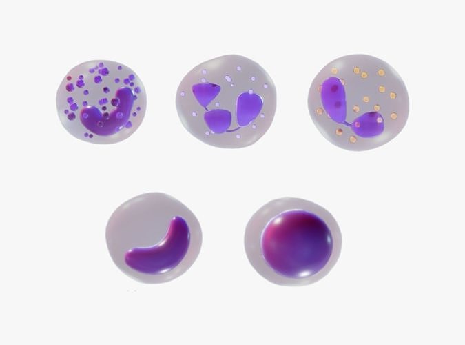 White Blood Cells 3D model | CGTrader