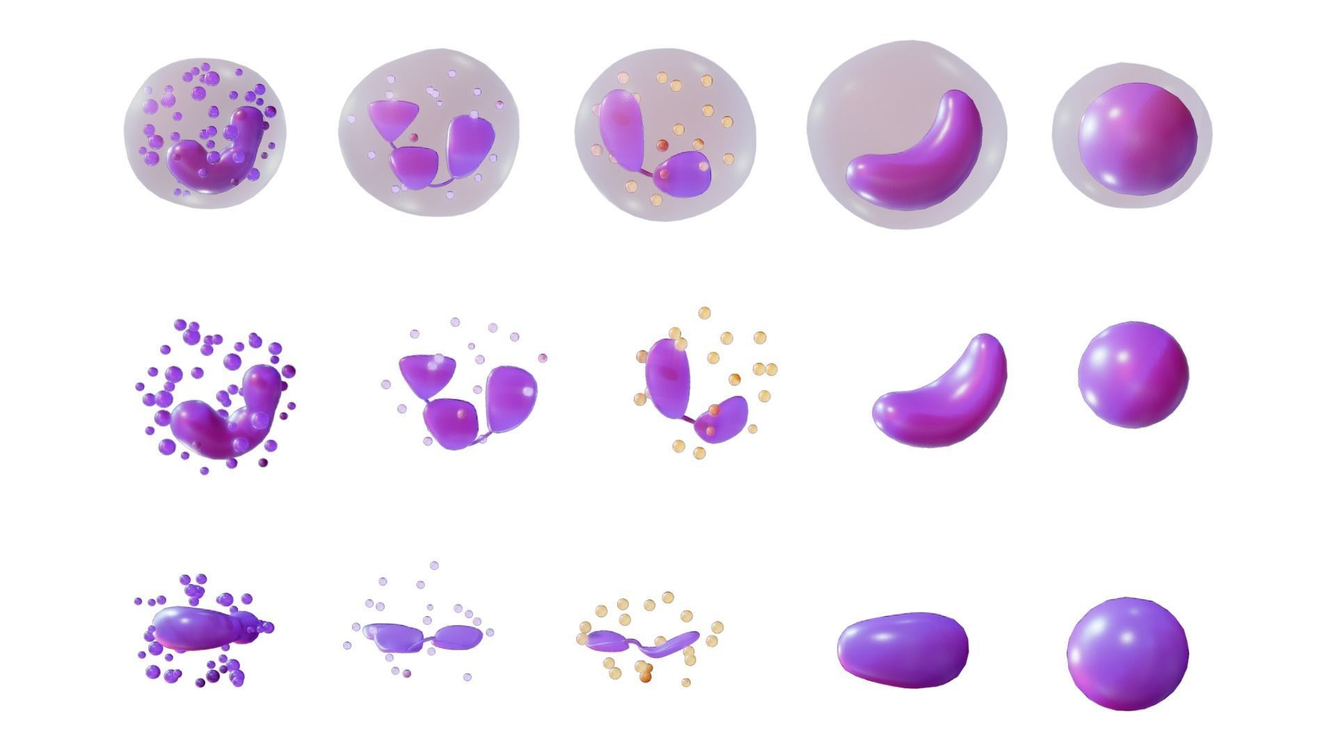 White Blood Cells 3D model | CGTrader