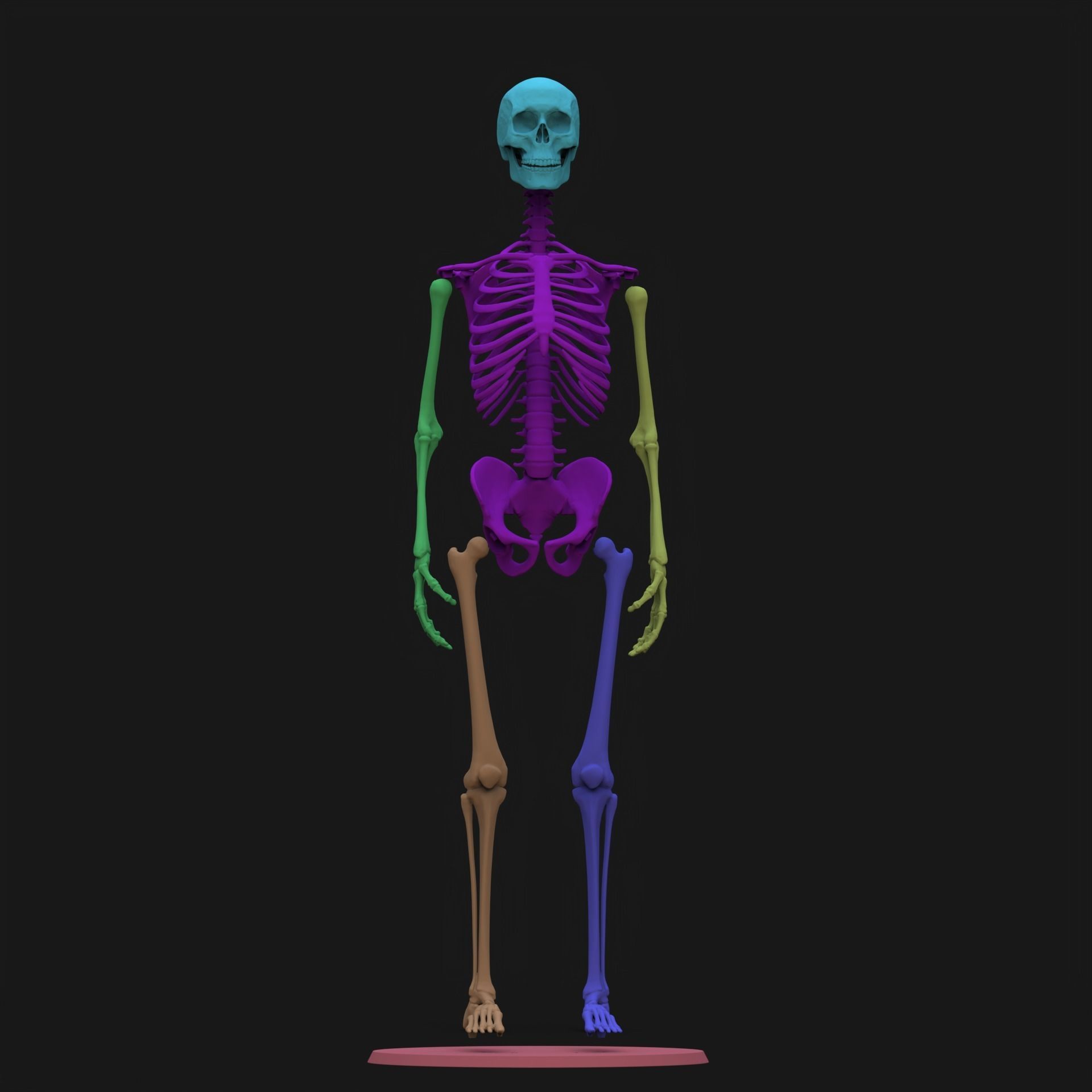 Human Skeleton 3D model 3D printable | CGTrader