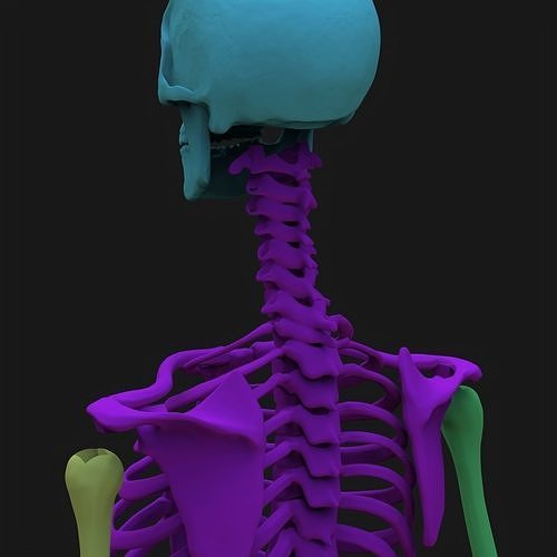 Human Skeleton 3D model 3D printable | CGTrader