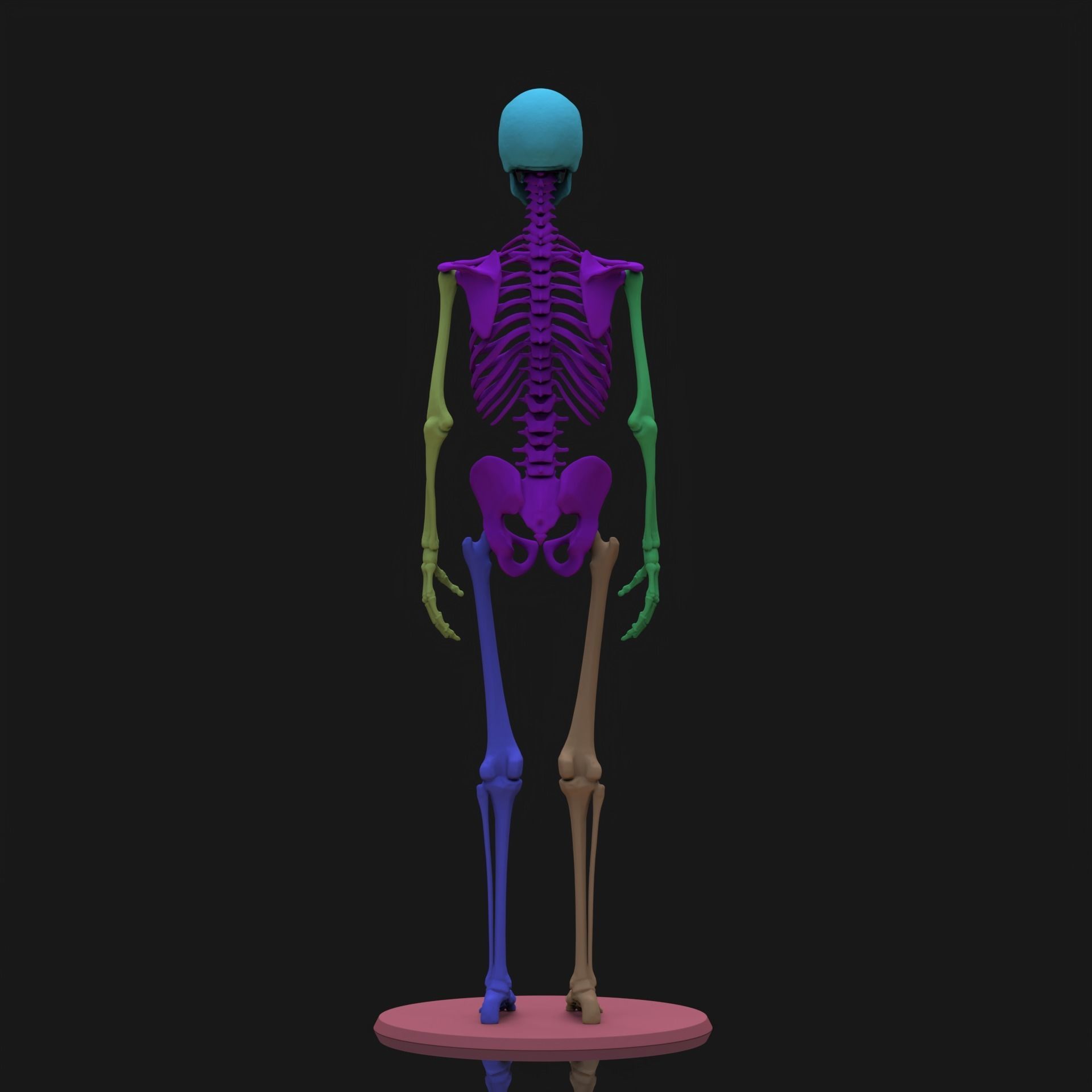Human Skeleton 3D model 3D printable | CGTrader