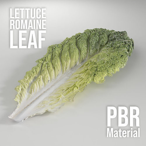 3D model Lettuce Romaine Leaf VR / AR / low-poly | CGTrader
