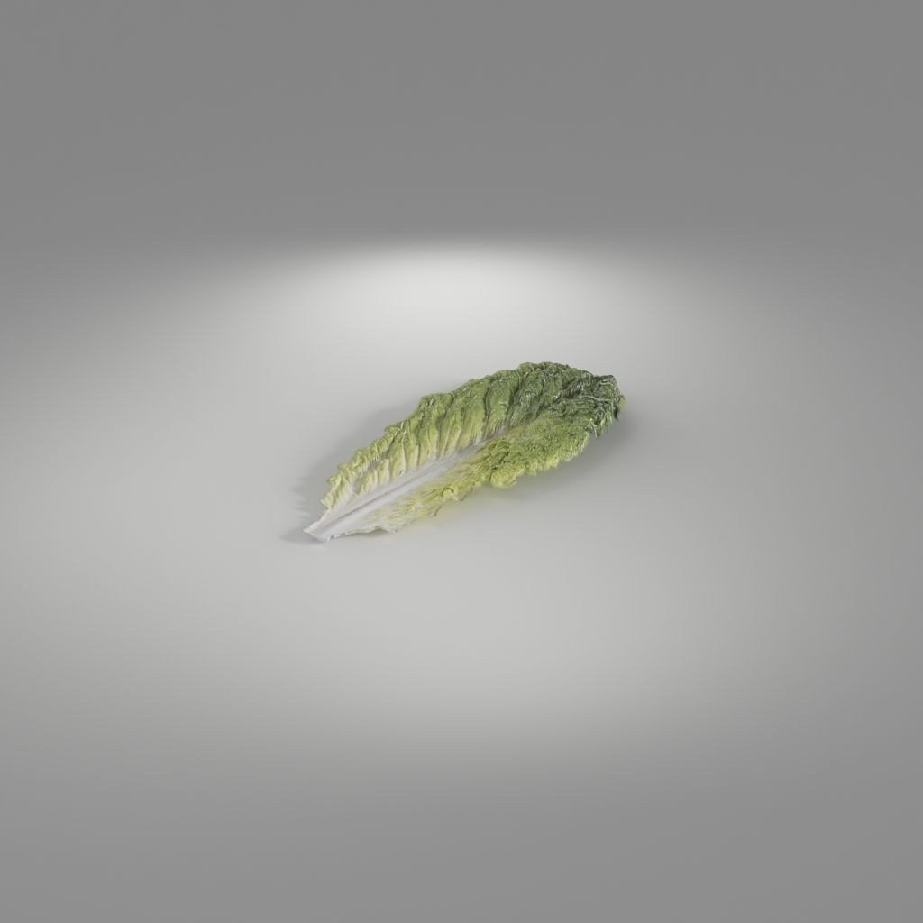 3D model Lettuce Romaine Leaf VR / AR / low-poly | CGTrader
