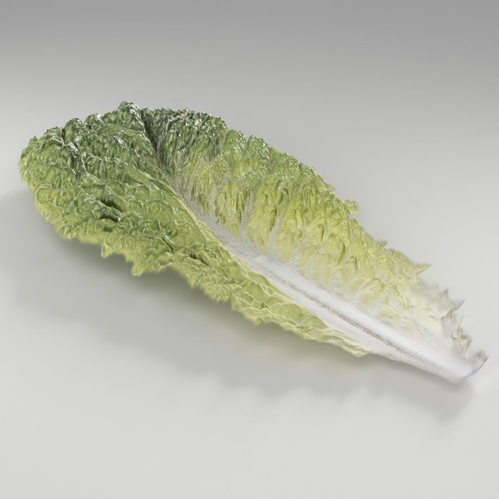 3D model Lettuce Romaine Leaf VR / AR / low-poly | CGTrader