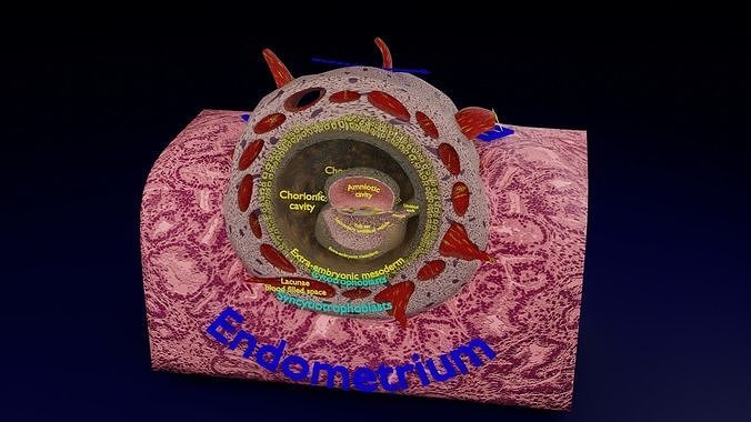 Human embryo 15-28 days 3-4 weeks gastrulation 3D model | CGTrader