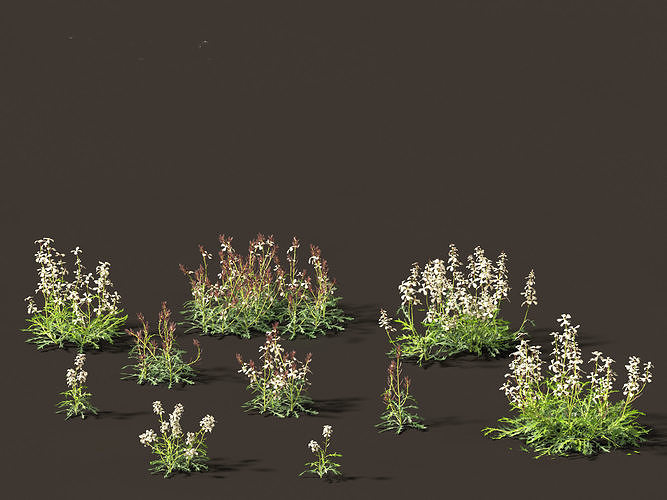 Eruca vesicaria - Arugula 3D model | CGTrader