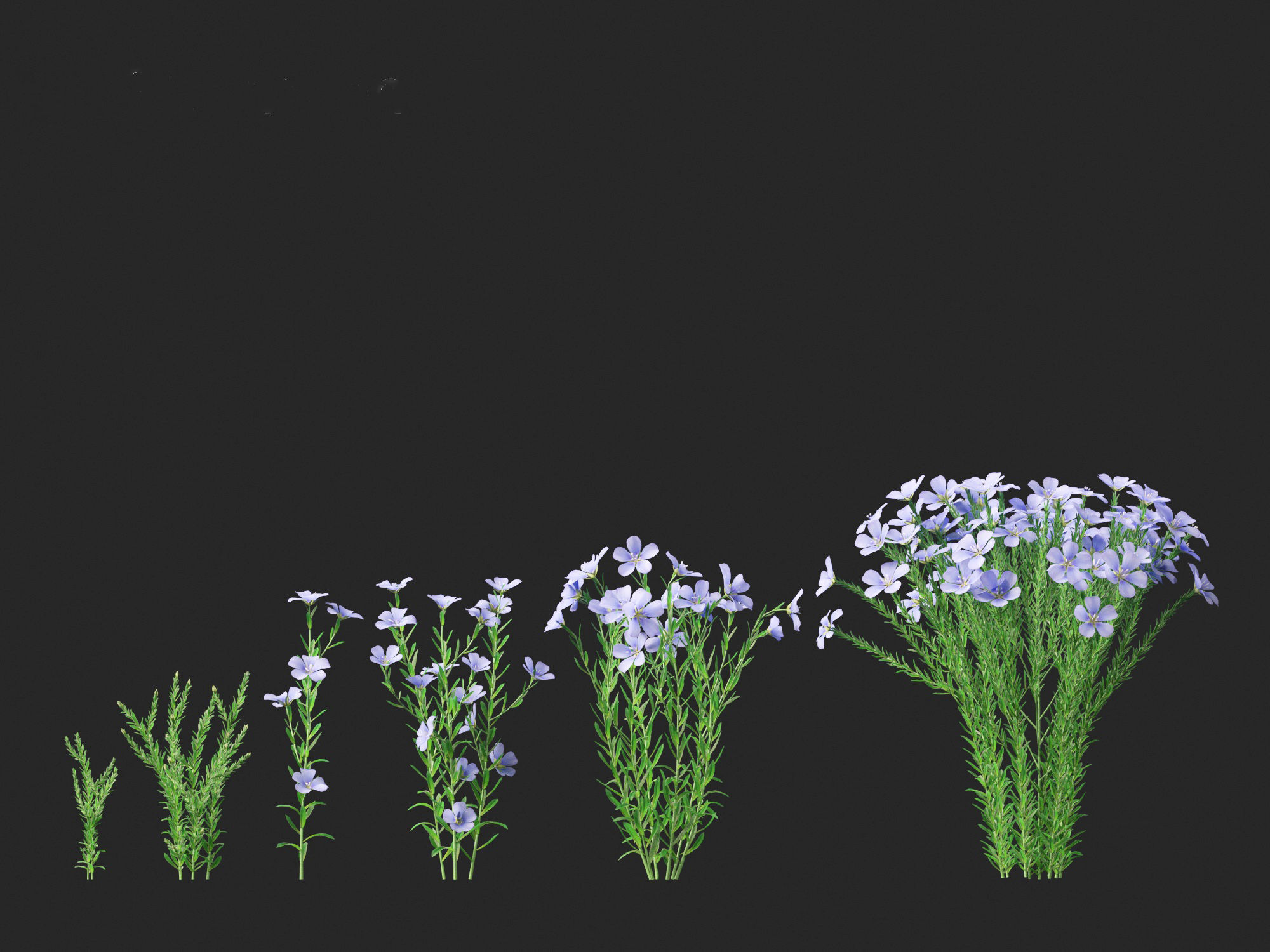 Flax - Linum usitatissimum 3D model | CGTrader