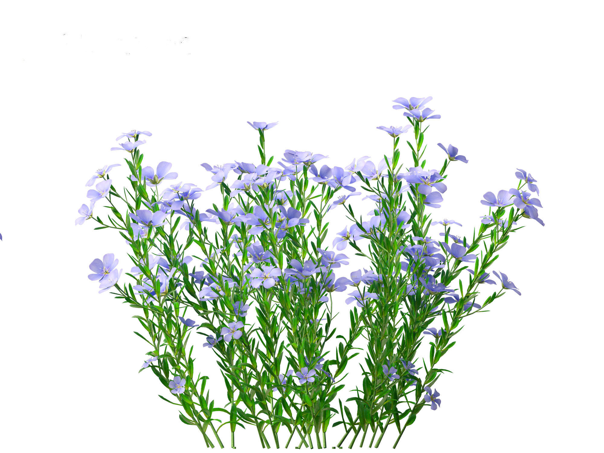 Flax - Linum usitatissimum 3D model | CGTrader