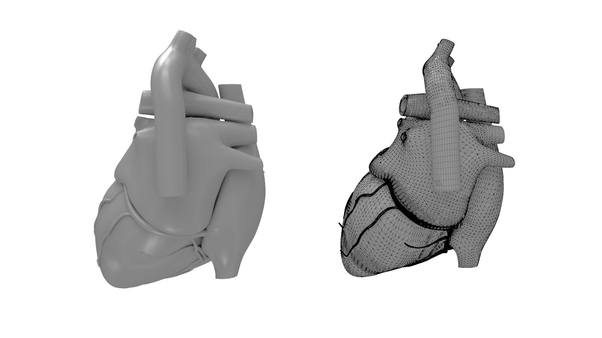 Printable Human Heart 3D model 3D printable | CGTrader