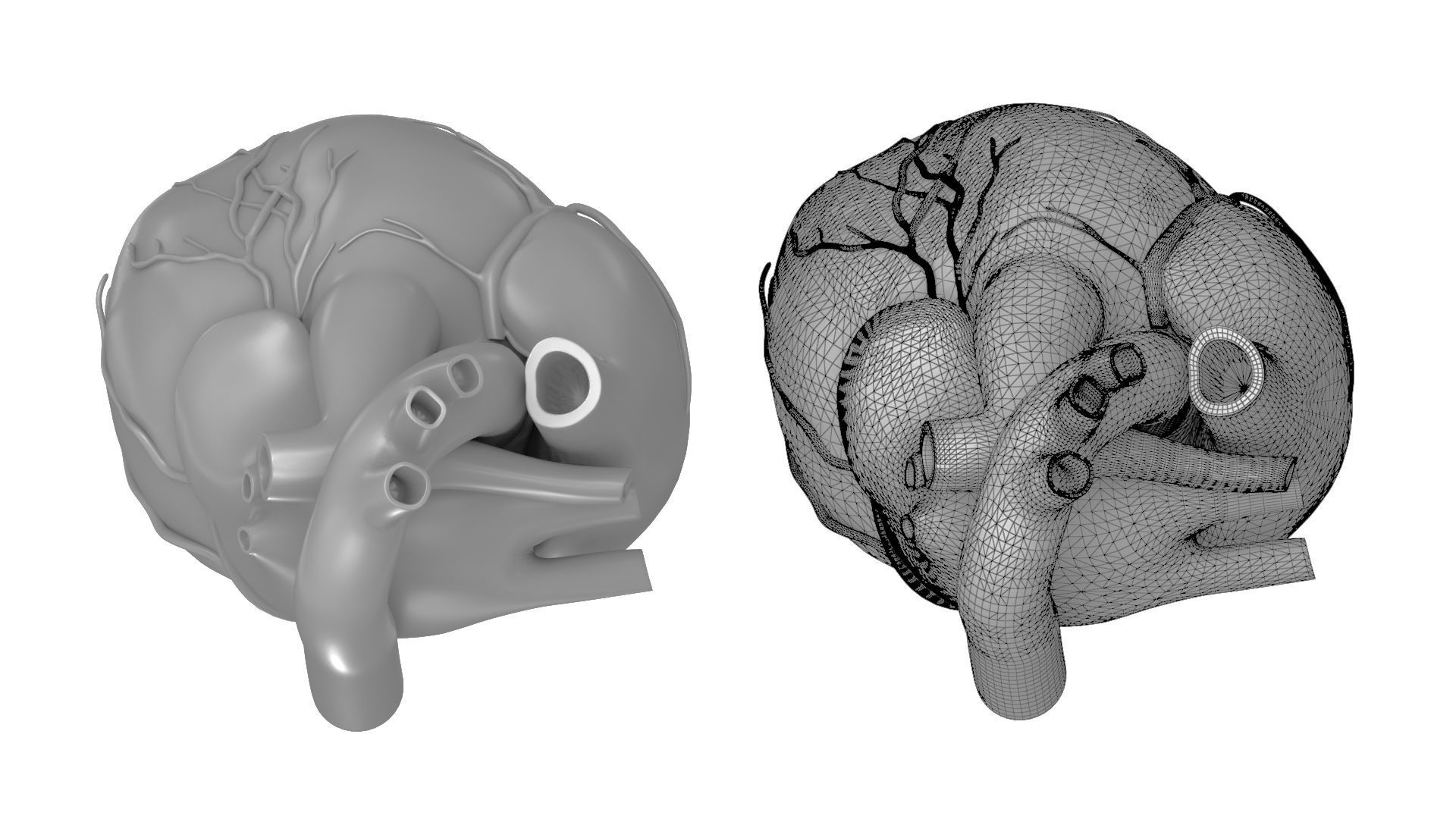 Printable Human Heart 3D model 3D printable | CGTrader
