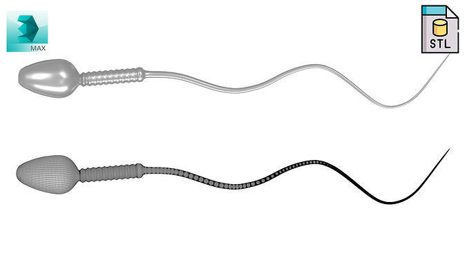 Printable Sperm Cell 3D model 3D printable | CGTrader