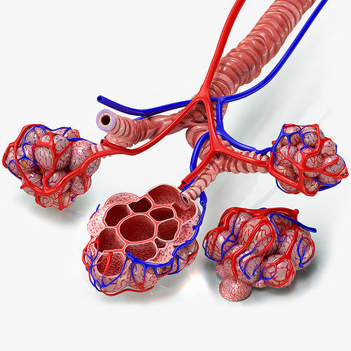 Alveoli with CrossSection 3D model | CGTrader