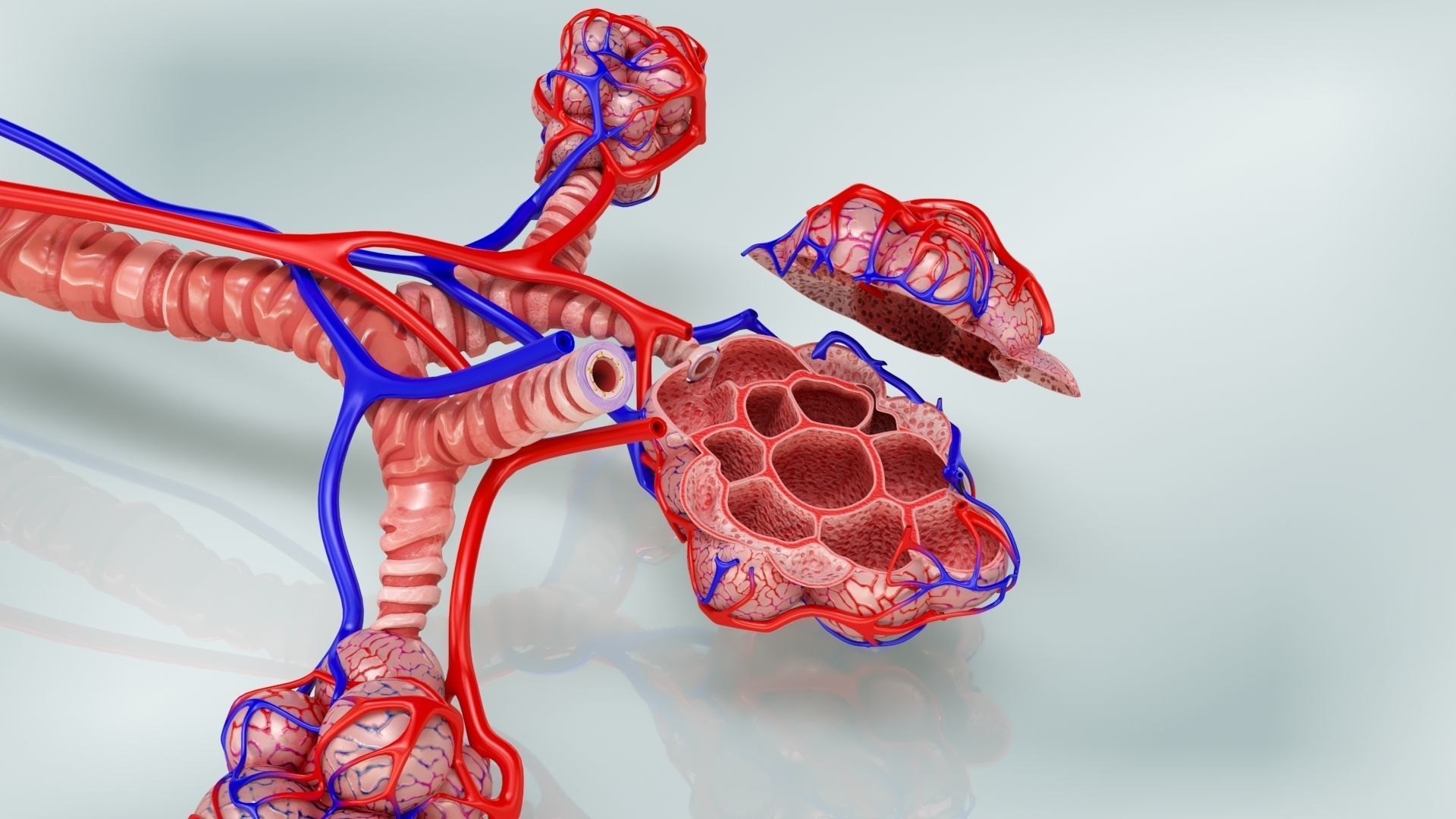 Alveoli with CrossSection 3D model | CGTrader