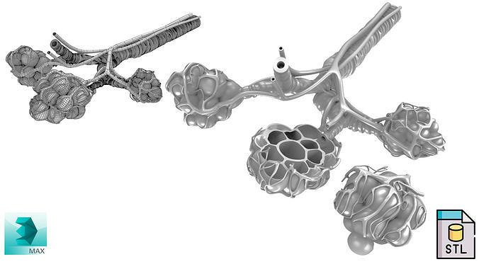 Printable Alveoli with Cross-Section 3D model 3D printable | CGTrader