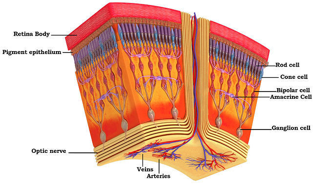 Retina 3D model | CGTrader