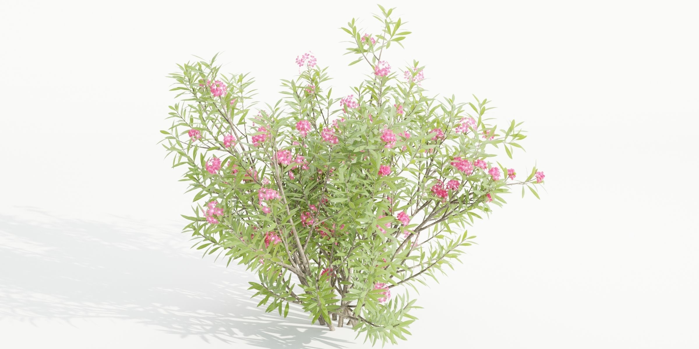 Nerium Oleander-Grass Garden vol 117-Blender 3D model | CGTrader