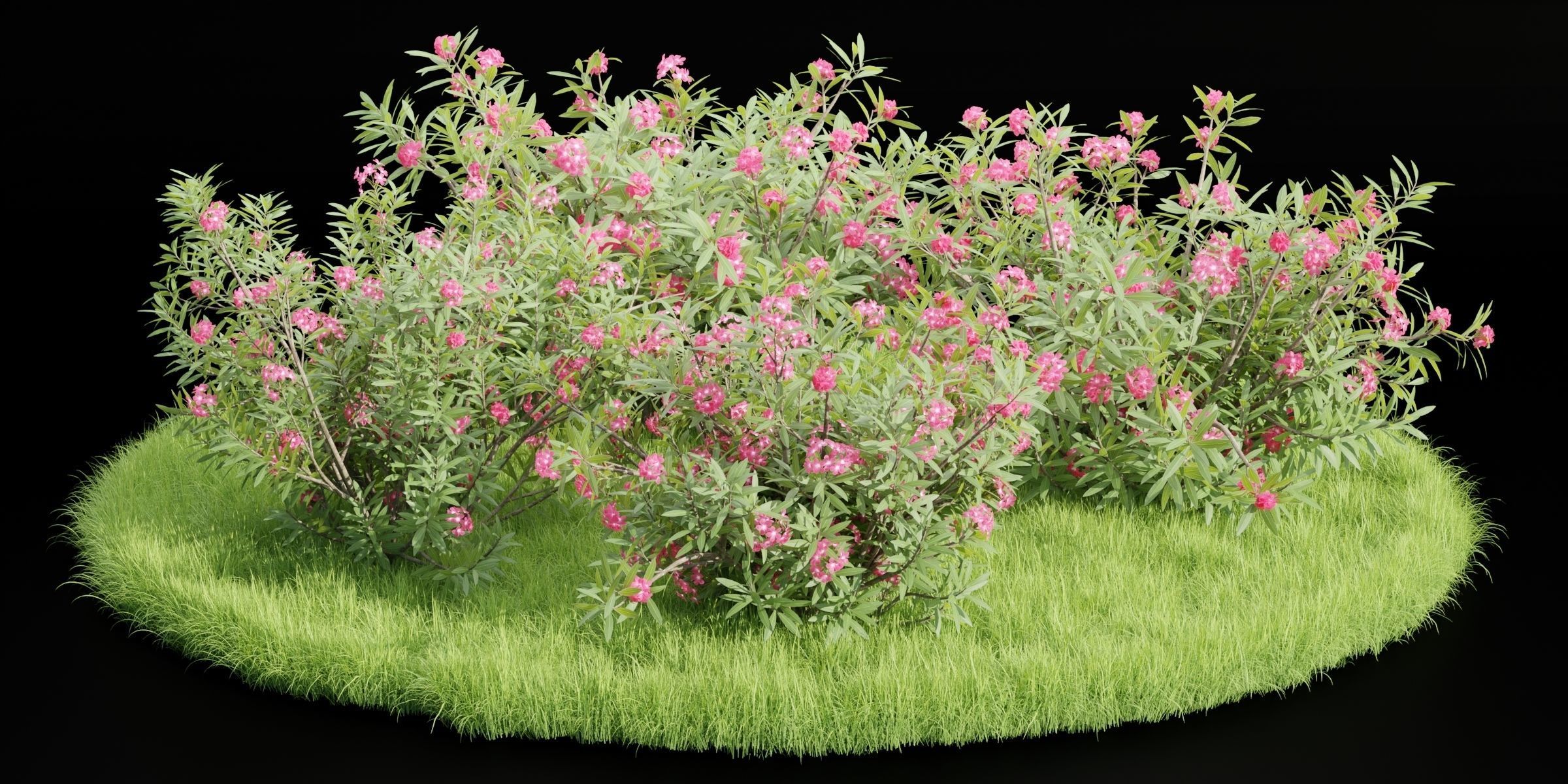 Nerium Oleander-Grass Garden vol 117-Blender 3D model | CGTrader