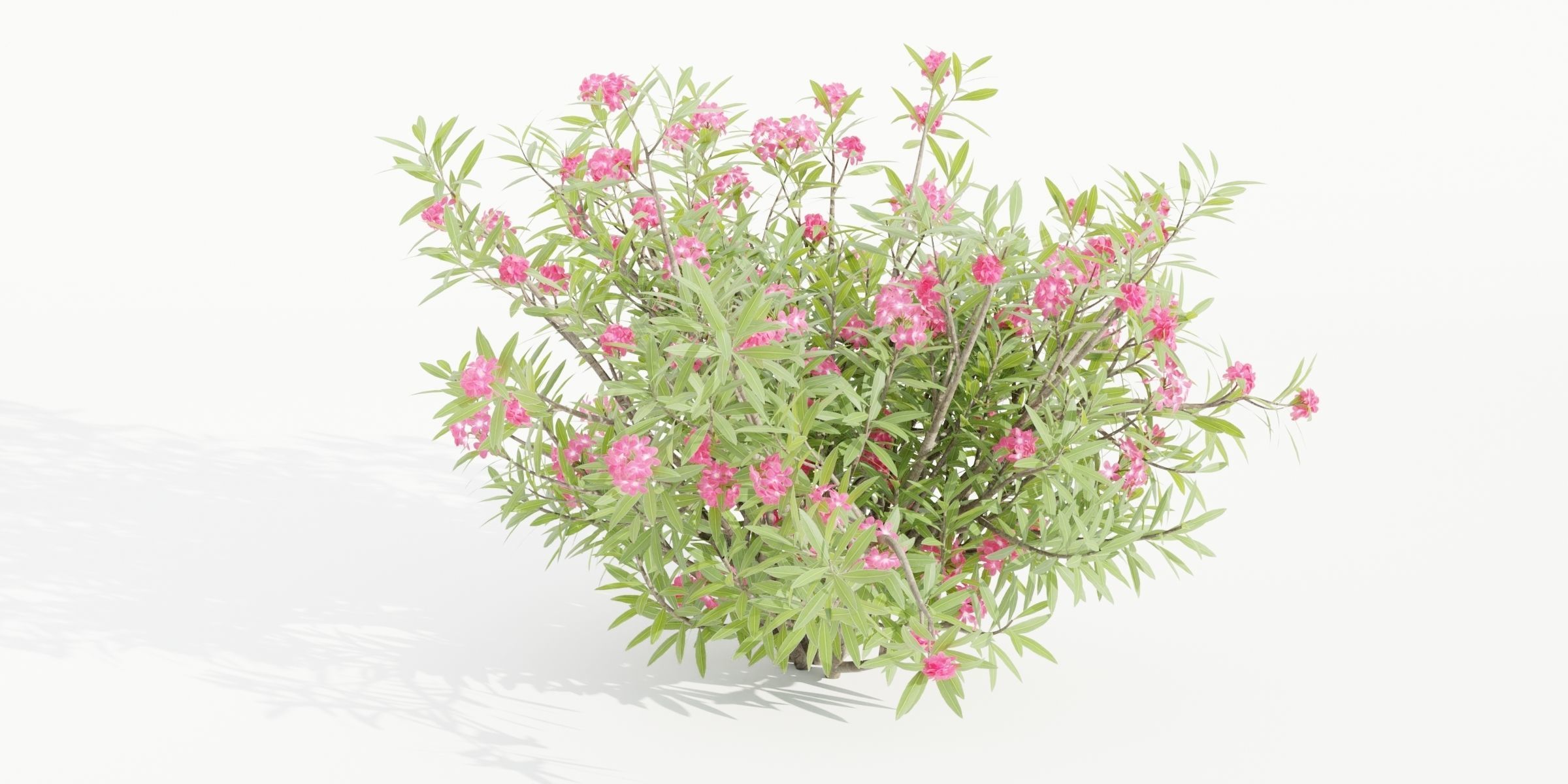 Nerium Oleander-Grass Garden vol 117-Blender 3D model | CGTrader