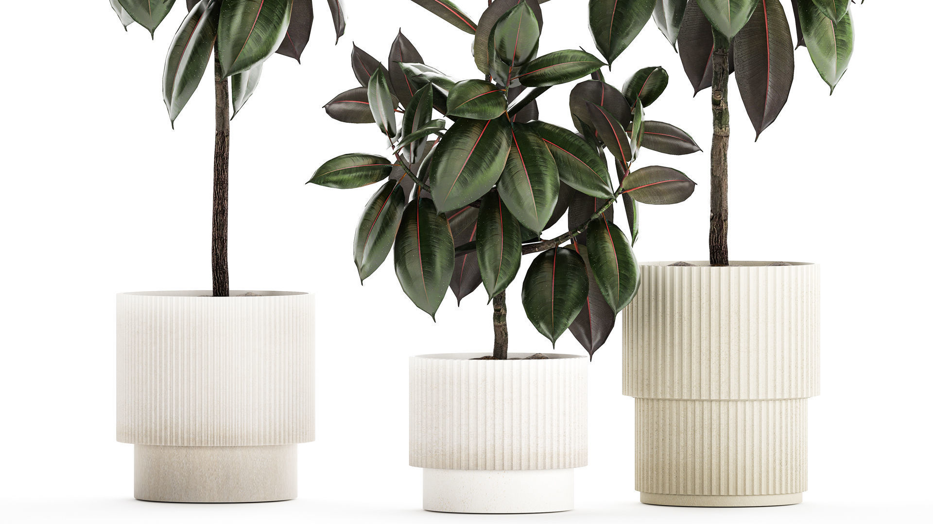 Small ornamental trees in pots with Ficus elastica 1432 3D model | CGTrader