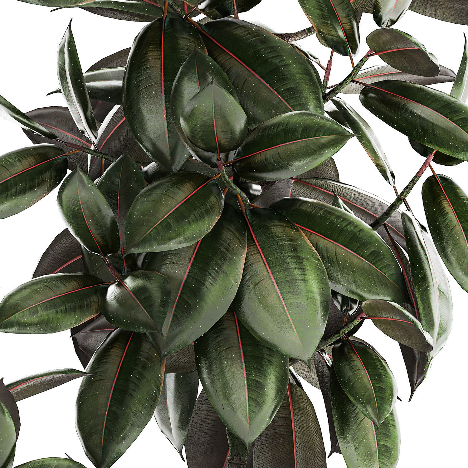 Small ornamental trees in pots with Ficus elastica 1432 3D model | CGTrader
