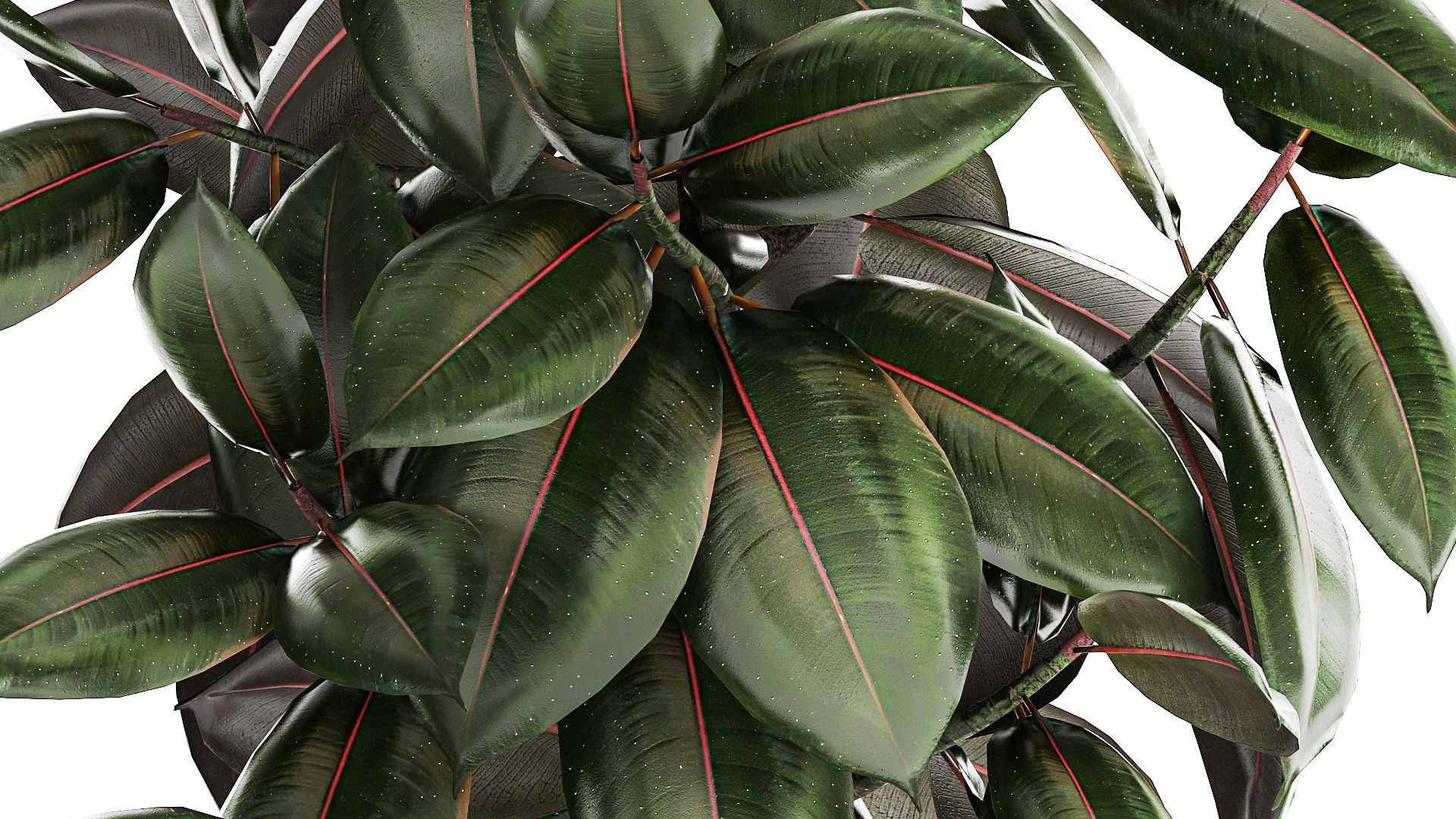 Small ornamental trees in pots with Ficus elastica 1432 3D model | CGTrader