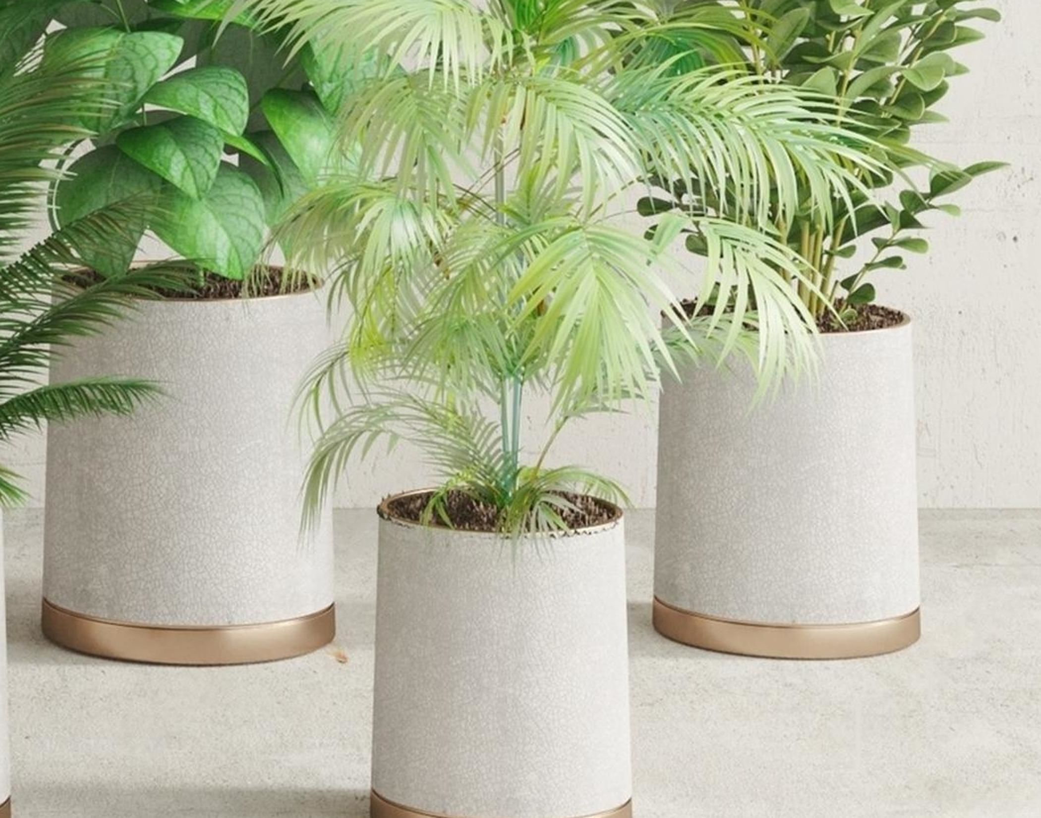 potted Modern green combination plant 3D model | CGTrader