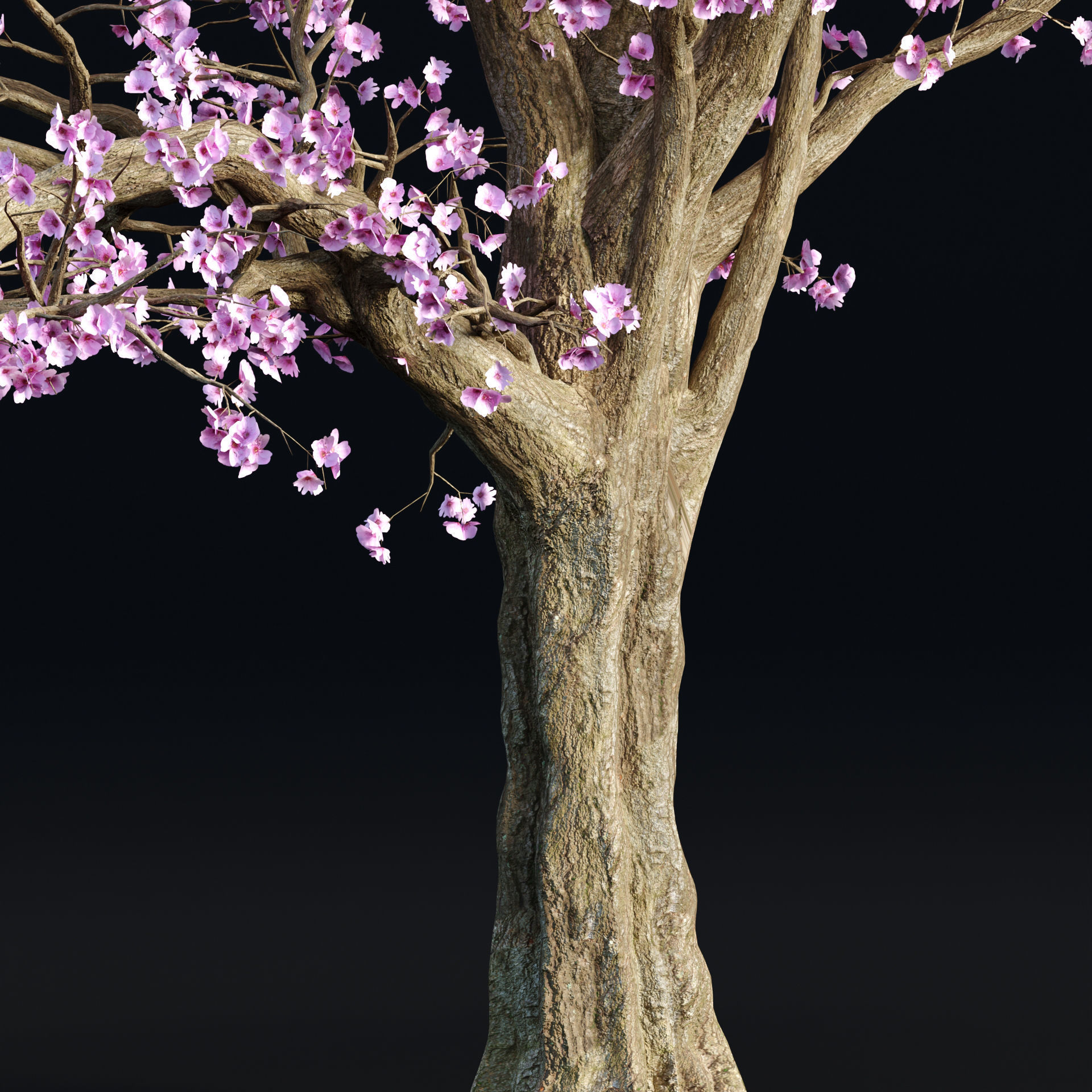 East Asian Cherry vol 239 3D model | CGTrader
