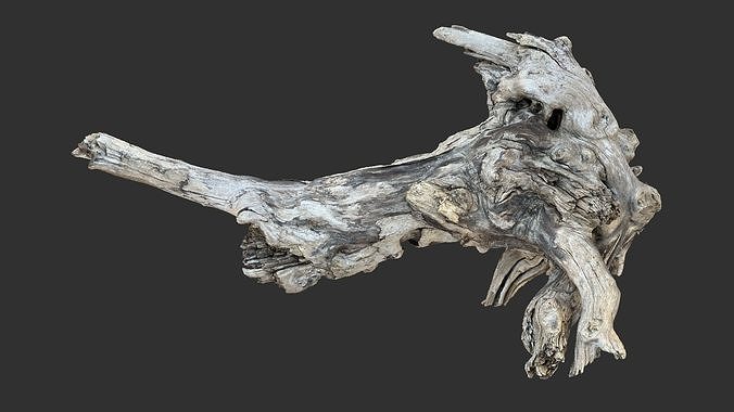 Tree Root 3D Scan 3D model | CGTrader