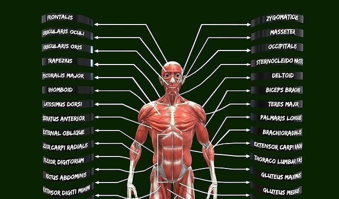 3D model Muscle system in human body - Muscular system VR / AR / low ...