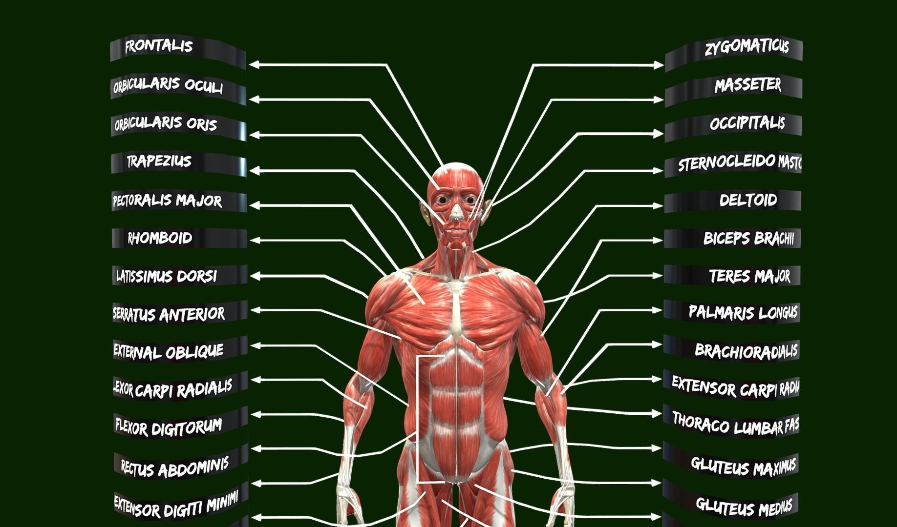 3D model Muscle system in human body - Muscular system VR / AR / low ...