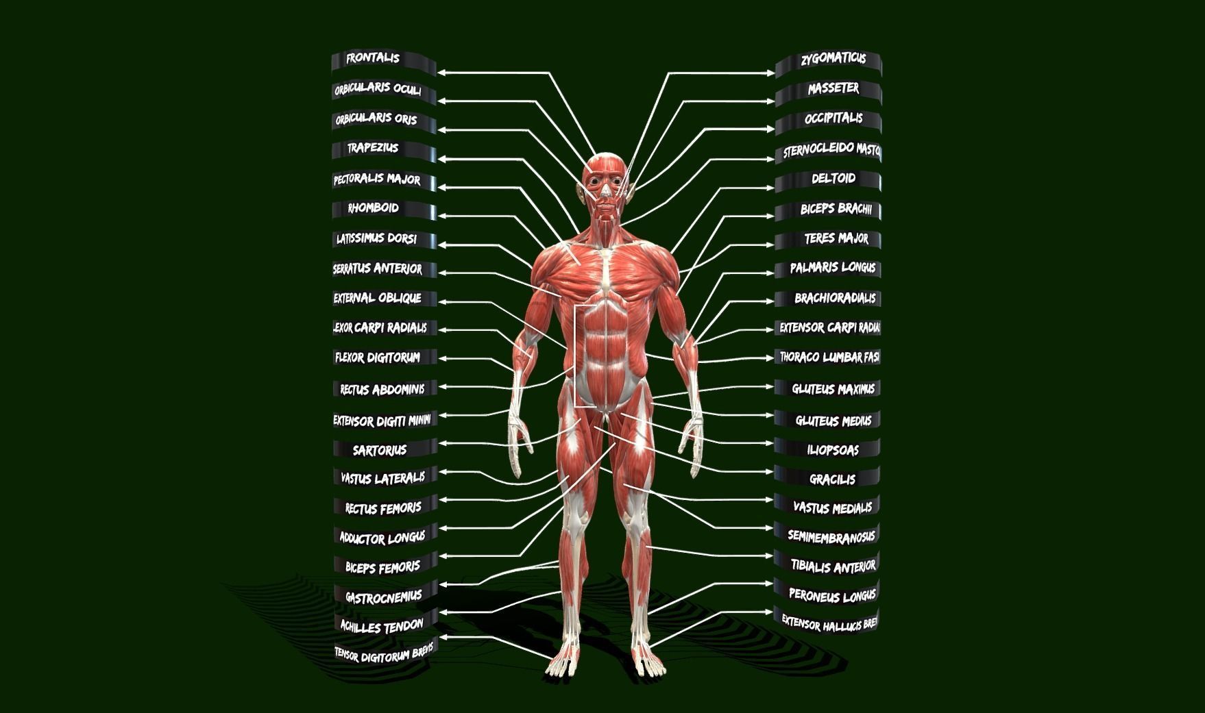 3D model Muscle system in human body - Muscular system VR / AR / low ...