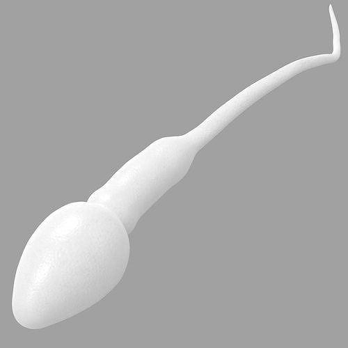 Human Sperm Cell 3D model animated rigged | CGTrader