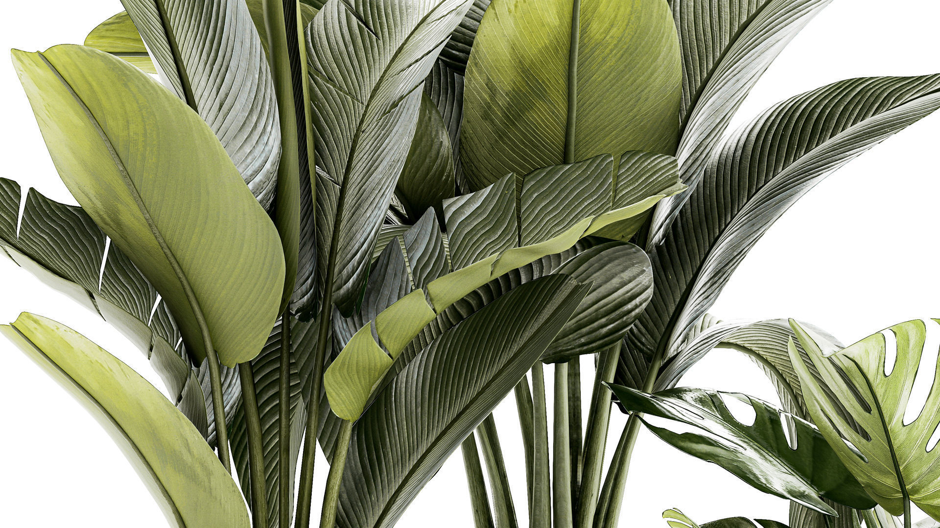 Set Of White Modern Potted Strelitzia Monstera 1443 3D model | CGTrader