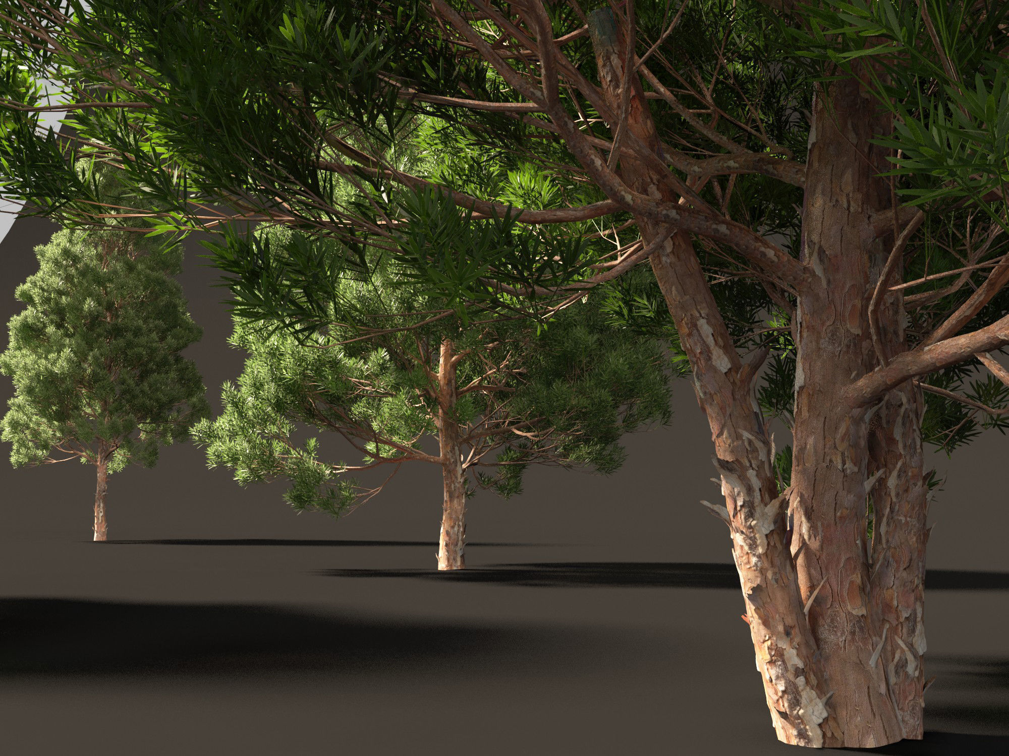 Afrocarpus falcatus - Outeniqua Yellowwood 3D model | CGTrader