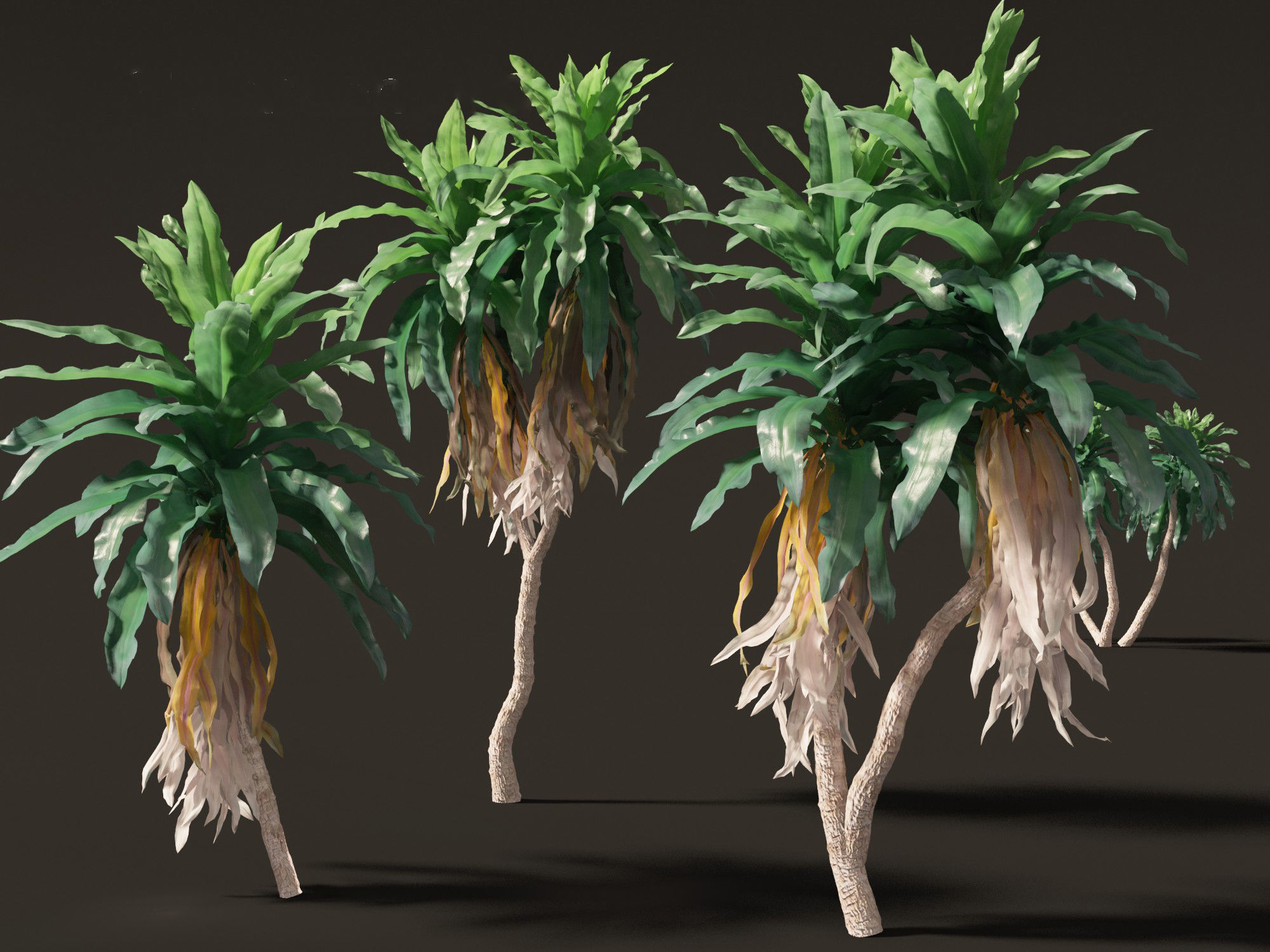 Dracaena aletriformis - the large-leaved dragon tree 3D model | CGTrader