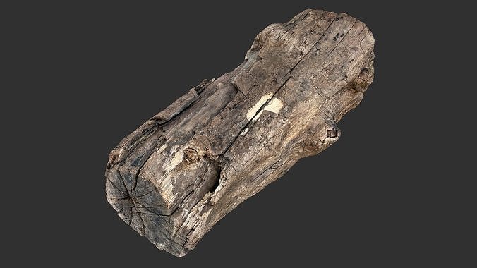 3d scan of Tree trunk 3D model | CGTrader