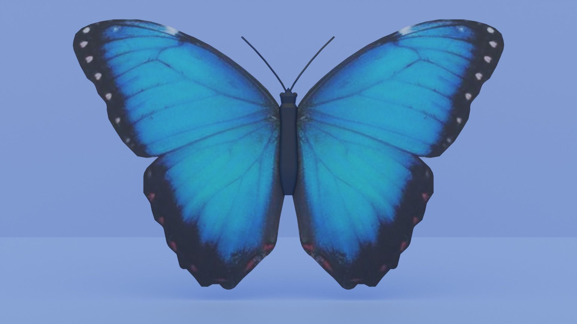 3D model Blue Morpho Butterfly VR / AR / low-poly | CGTrader