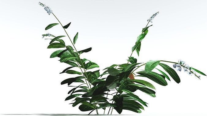 EVERYPlant Native Ginger 1 --15 Models-- 3D model | CGTrader