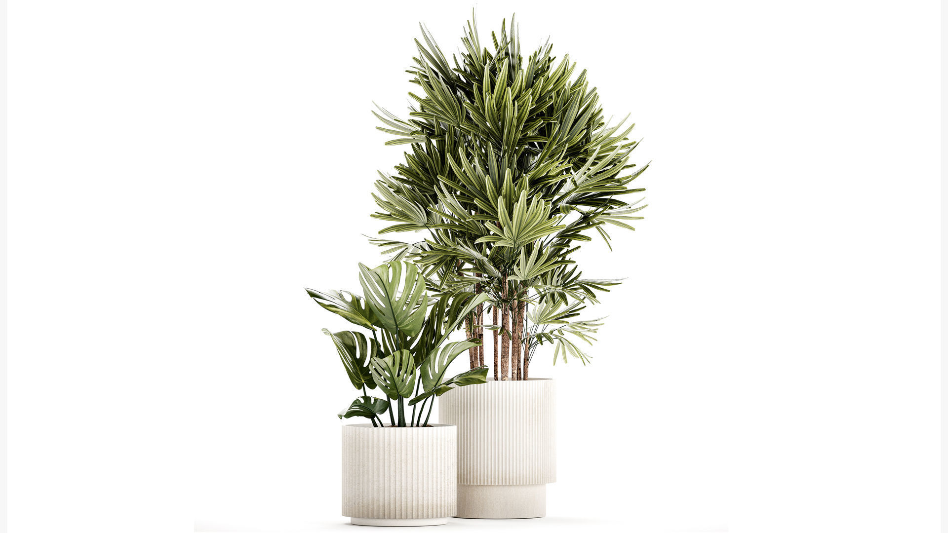 Small white potted plants Monstera Raphis palm 1448 3D model | CGTrader