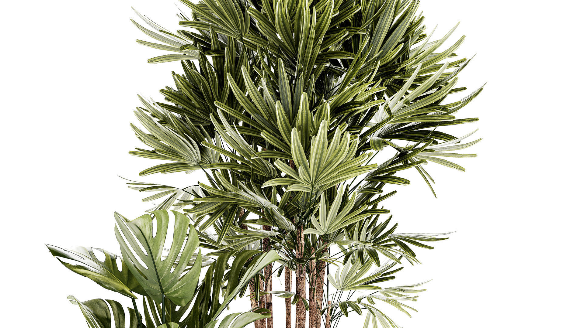 Small white potted plants Monstera Raphis palm 1448 3D model | CGTrader