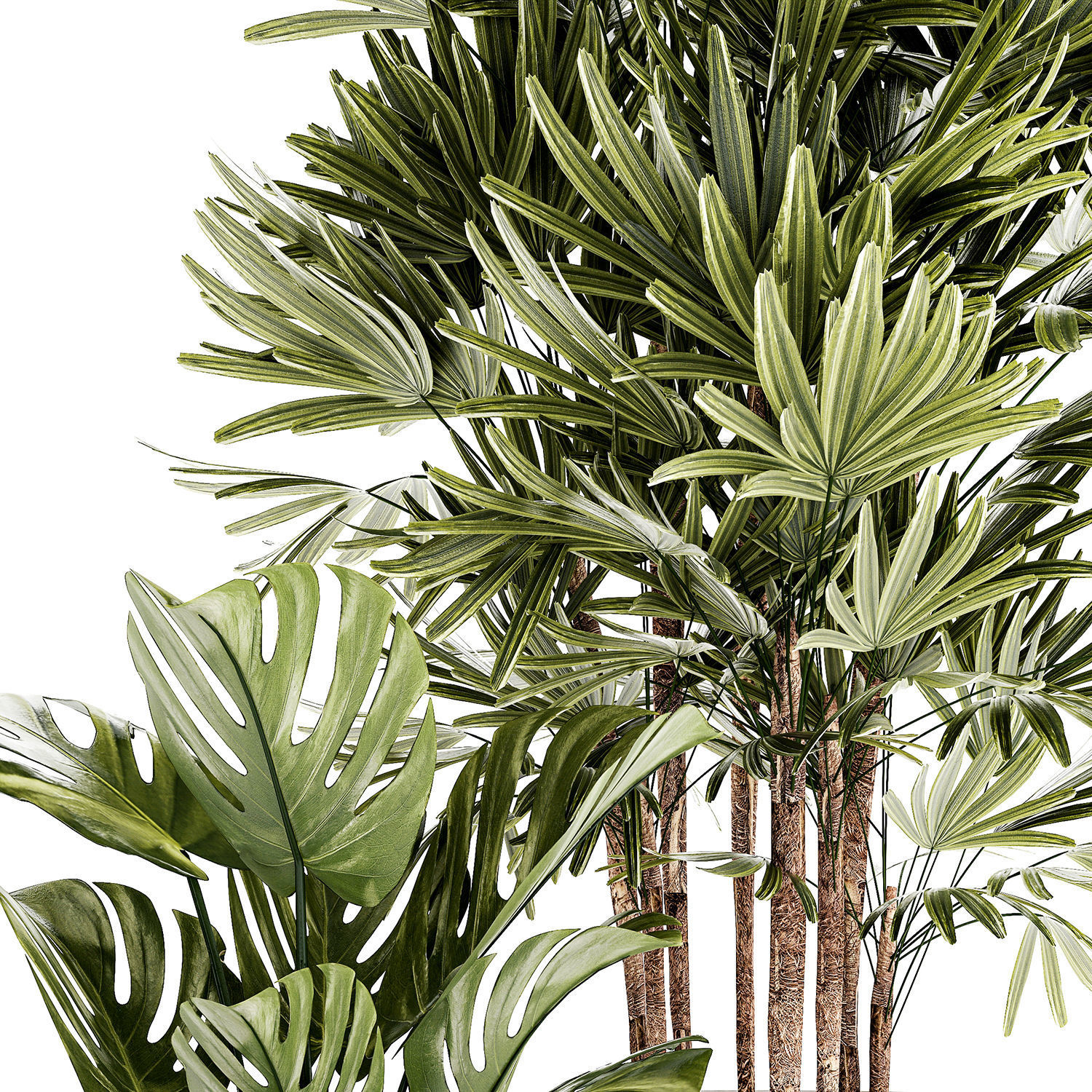 Small white potted plants Monstera Raphis palm 1448 3D model | CGTrader