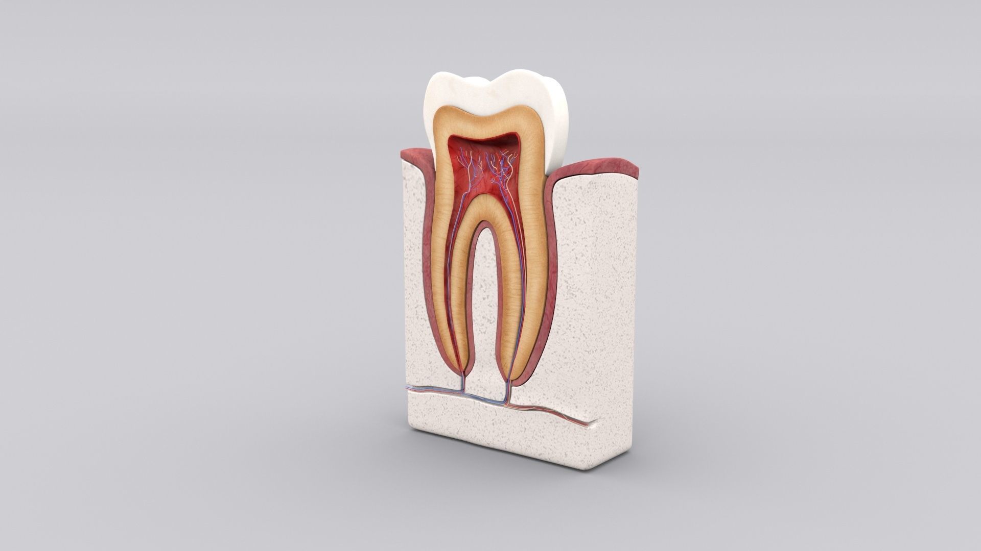 3D model TOOTH DISSECTION 3D MODEL VR / AR / low-poly | CGTrader