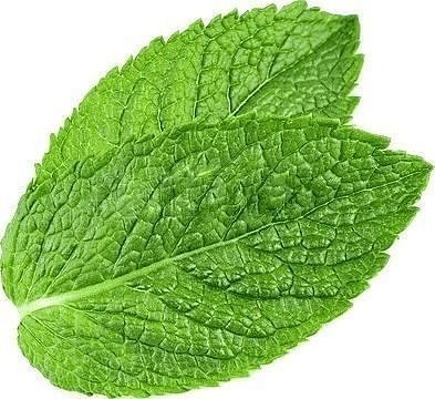Mint Leaf free 3D model | CGTrader