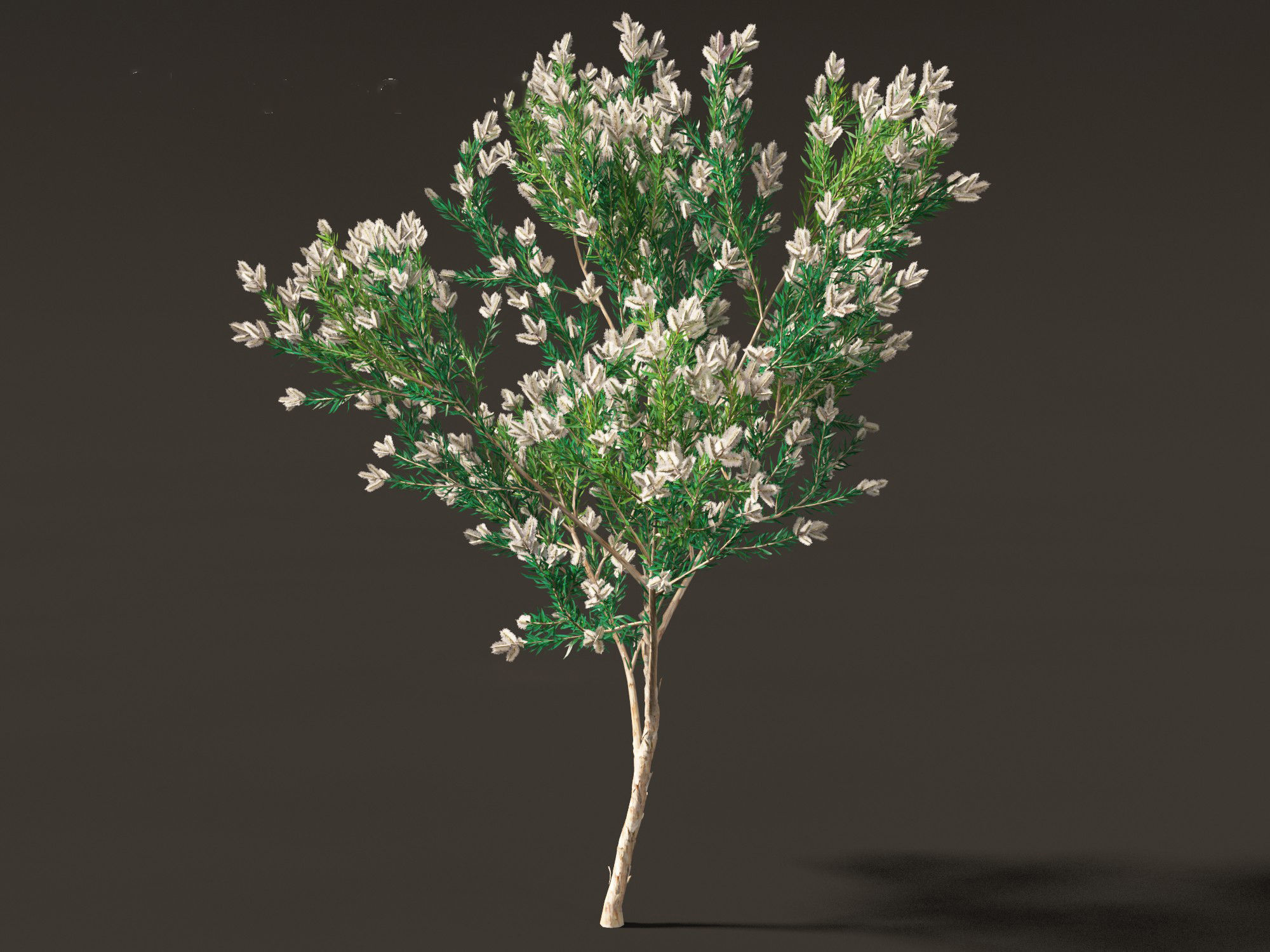 Melaleuca linariifolia - flax-leaved paperbark 3D model | CGTrader