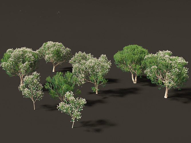 Melaleuca linariifolia - flax-leaved paperbark 3D model | CGTrader