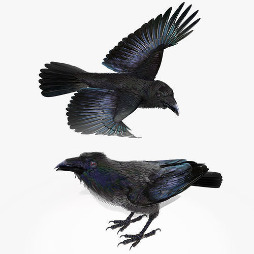 RAVEN - Blender 3D model animated rigged | CGTrader
