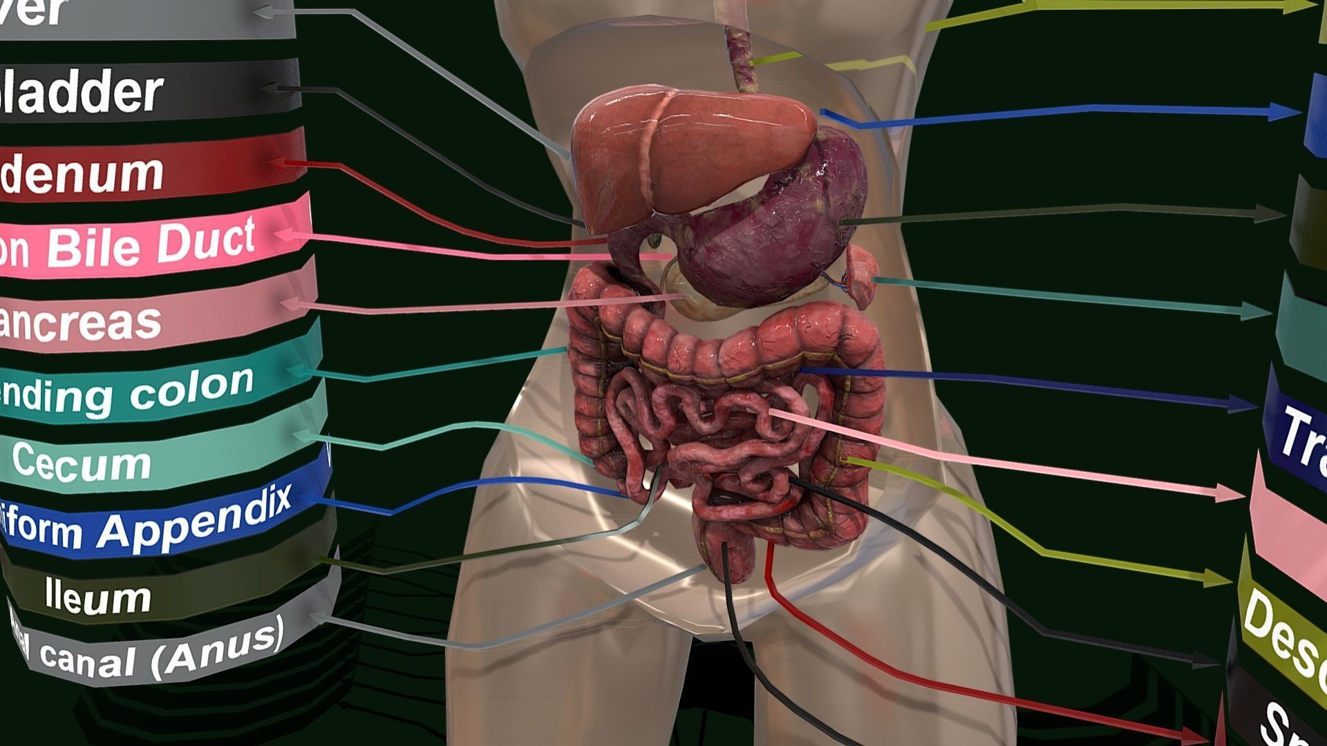 3D model Human Digestive System - Female Digestive System VR / AR / low ...