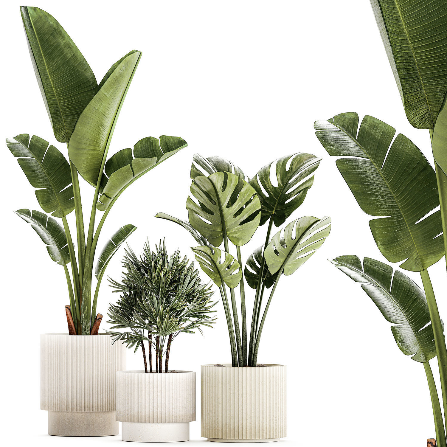 Set of small Strelitzia Monstera Raphis Palm plants 1452 3D model ...