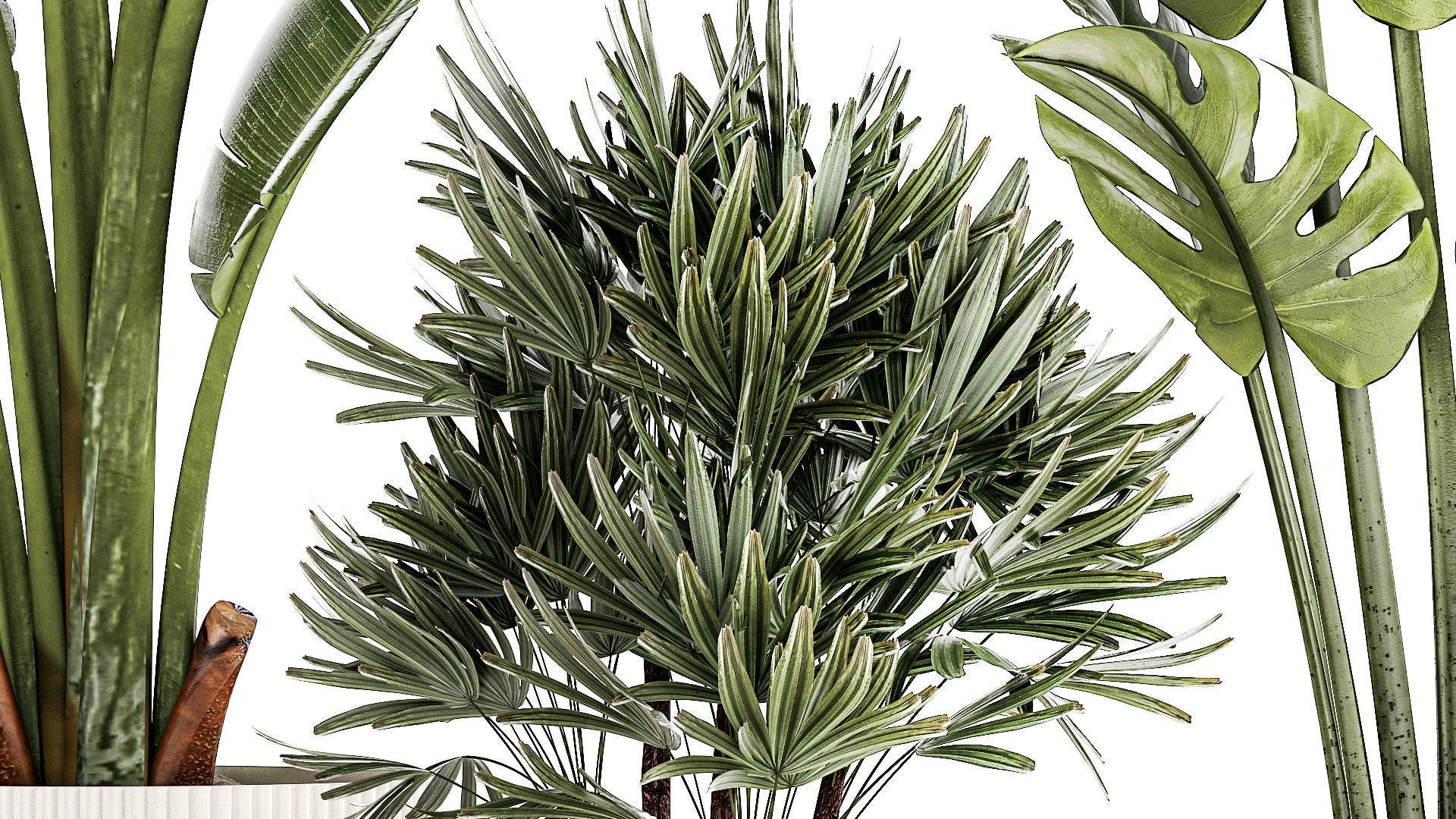 Set of small Strelitzia Monstera Raphis Palm plants 1452 3D model ...