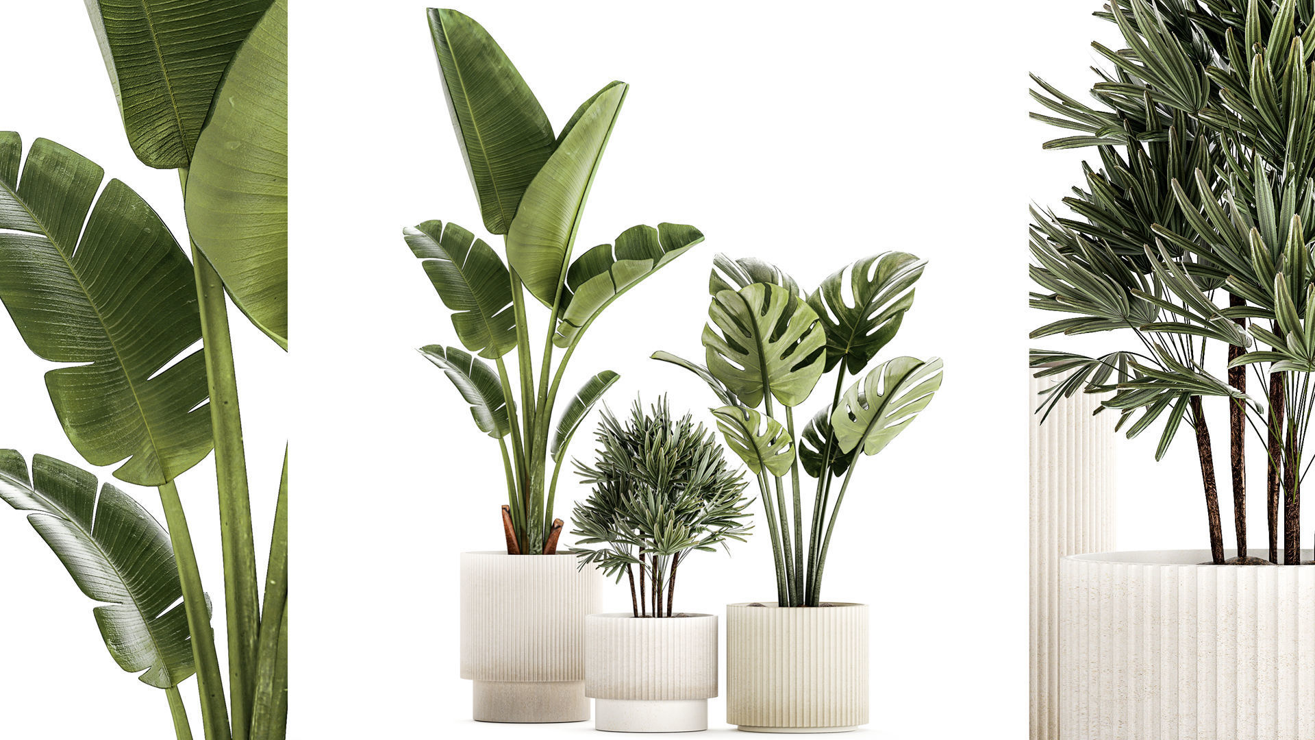Set of small Strelitzia Monstera Raphis Palm plants 1452 3D model ...